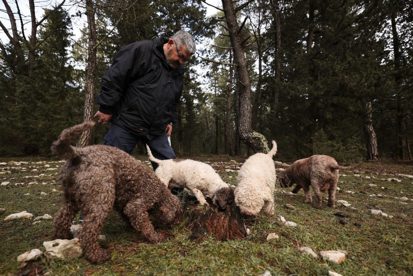 Zadar Carbonara - Zadar Black Truffle in Good Sea Company | Advent News ...