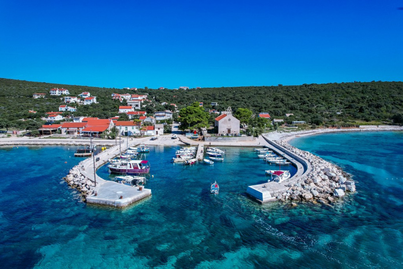 Octopus From the Battleship's Interior Szent Istvan Sunken Off Premuda ...